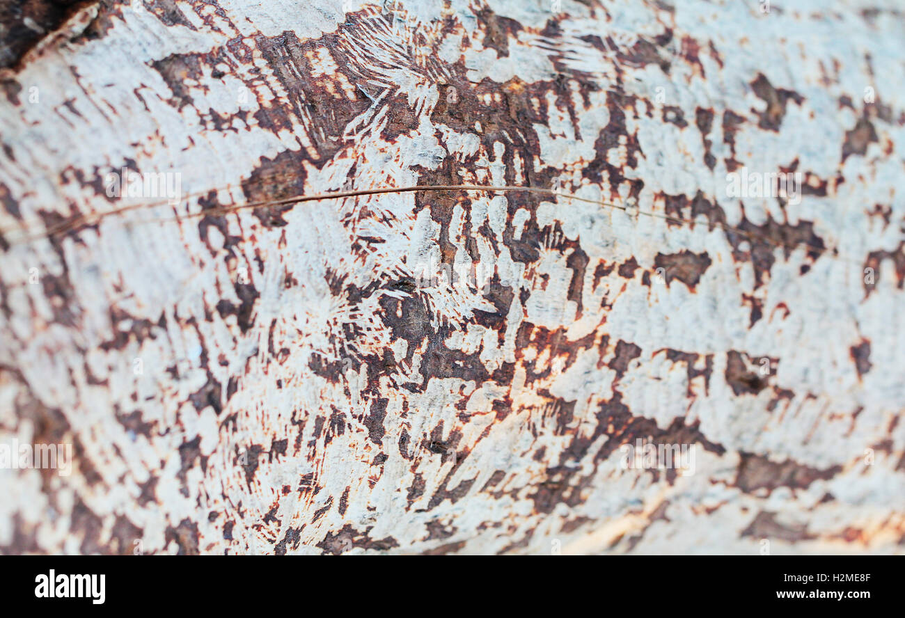 Tree trunk without skin texture close up Stock Photo - Alamy
