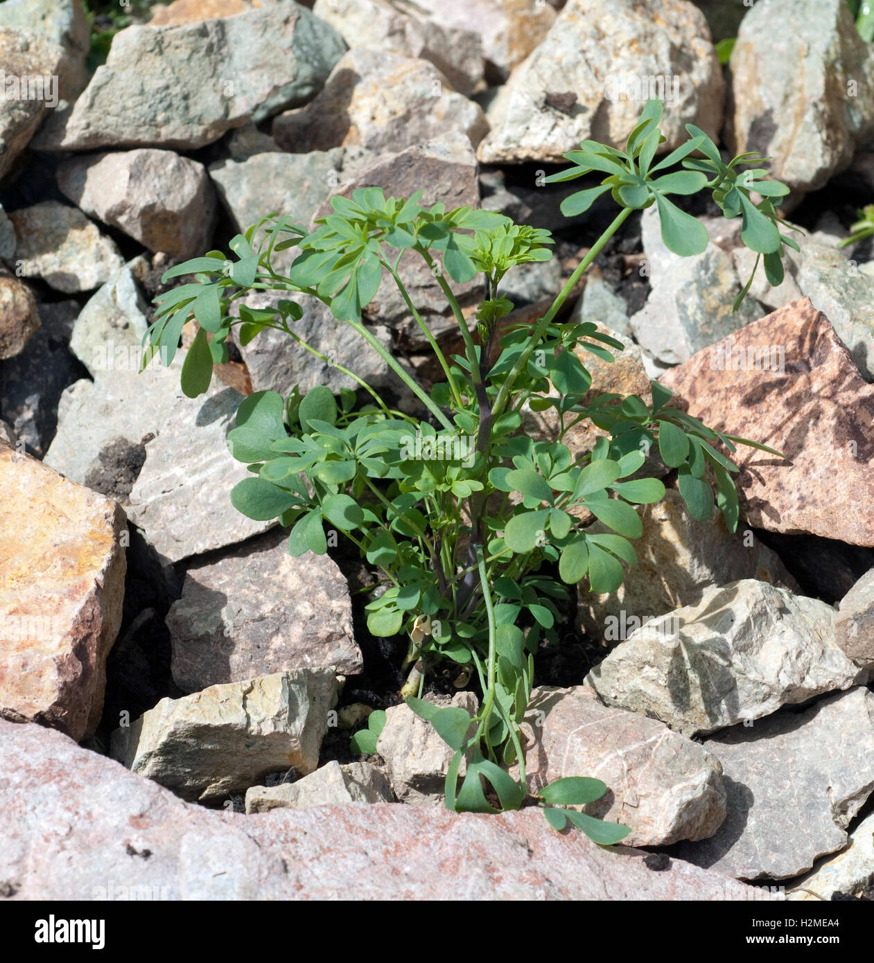 Weinraute, Ruta, graveolens, Raute, Gewuerz, Heilpflanze Stock Photo ...