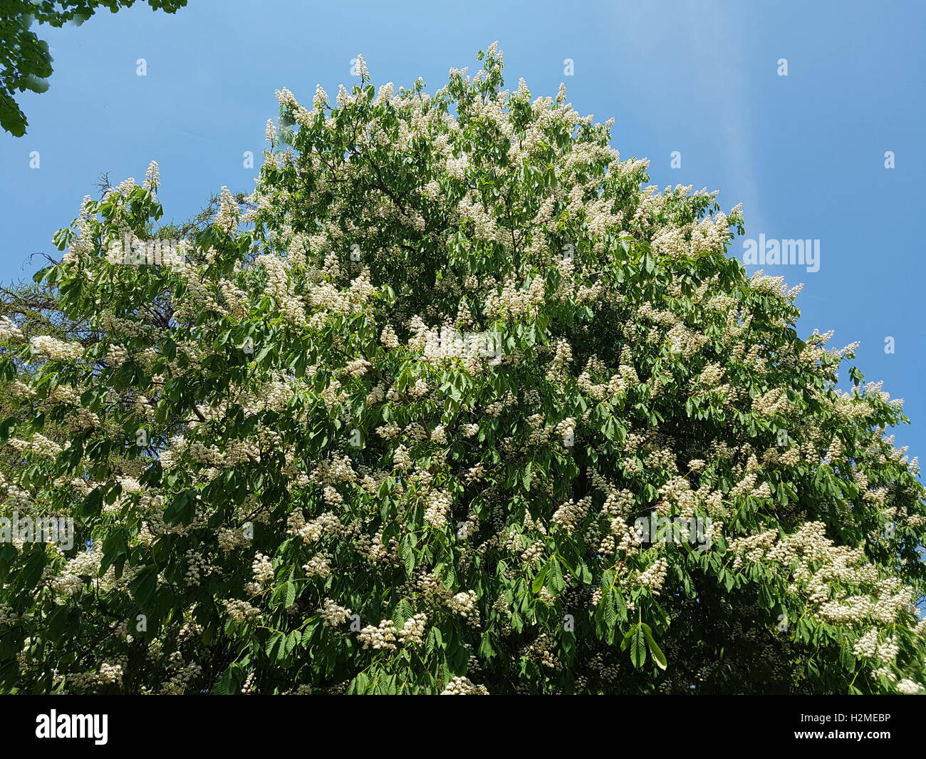 Rosskastanie hi-res stock photography and images - Alamy