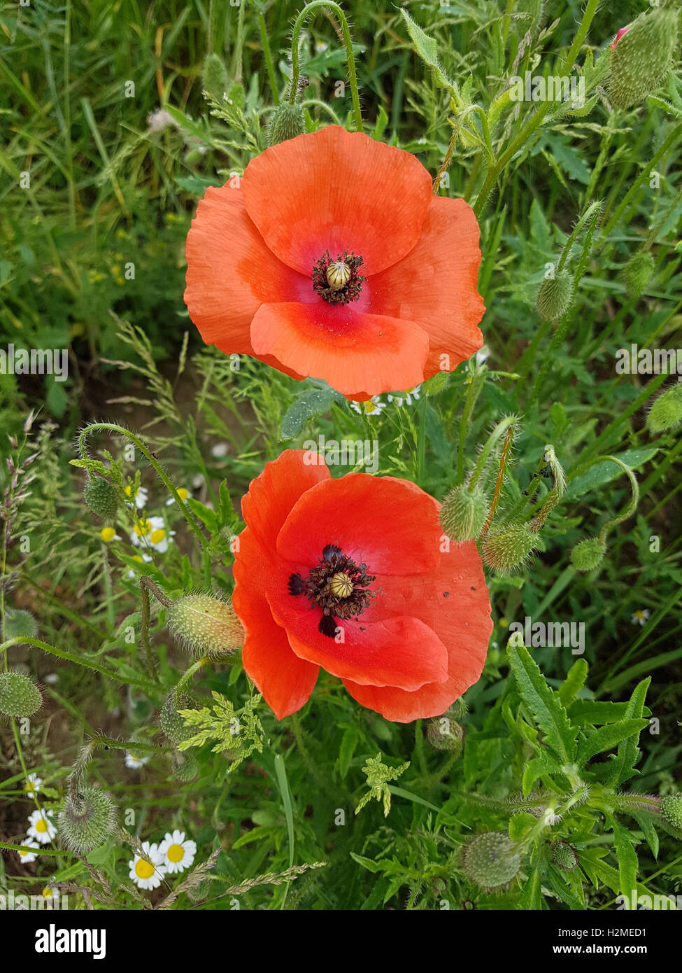 Klatschmohn; Papaver; rhoeas Stock Photo - Alamy