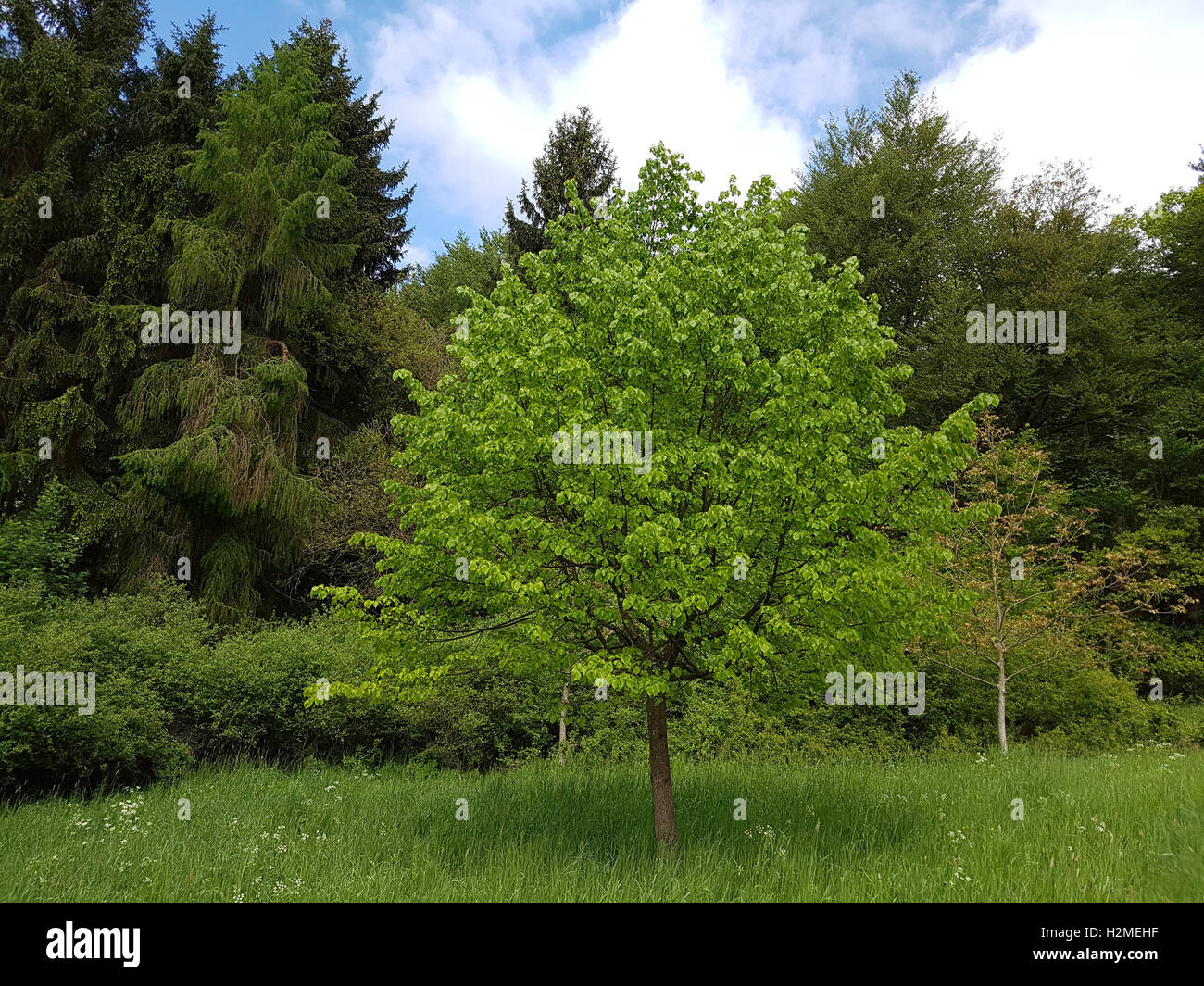 Lindenbaum Stock Photos & Lindenbaum Stock Images - Alamy