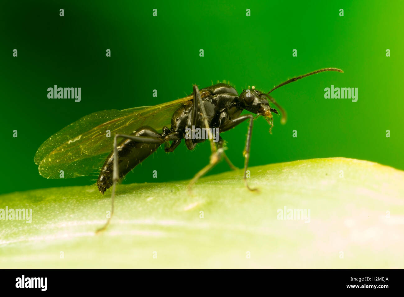 Winged ant hi-res stock photography and images - Alamy