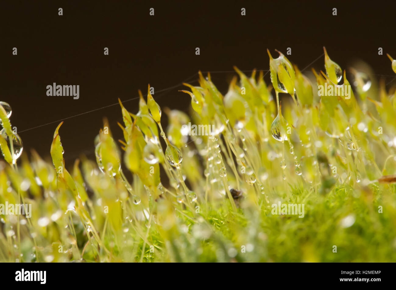 Raindrops caught in moss with a spiders web laced along the tops of the ...