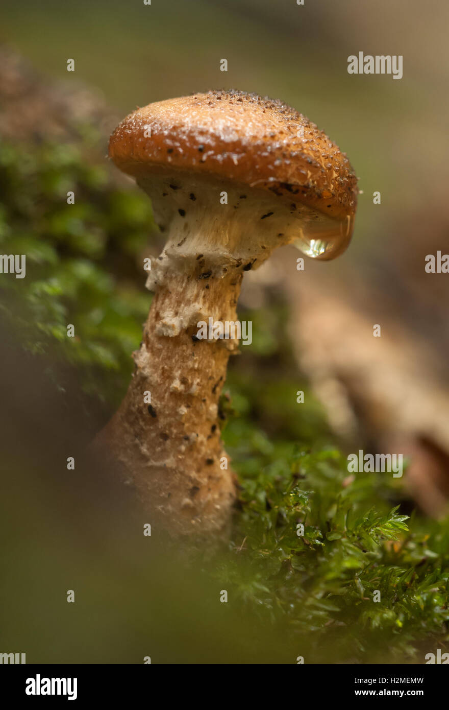 Penny bun fungus boletus edulis protruding above mosses in woodland hi ...