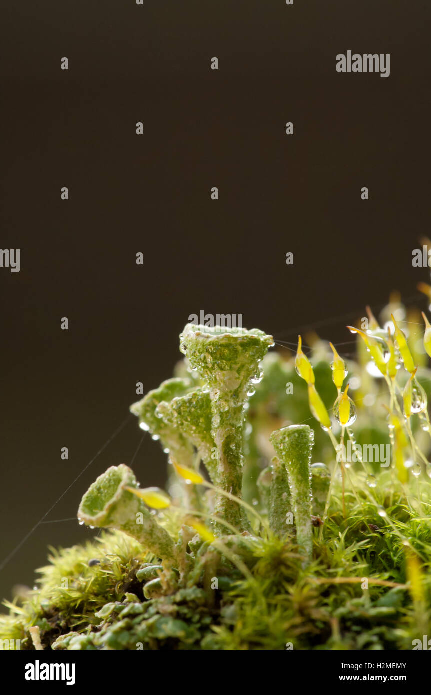 Asahinae pixie cup lichen hi-res stock photography and images - Alamy