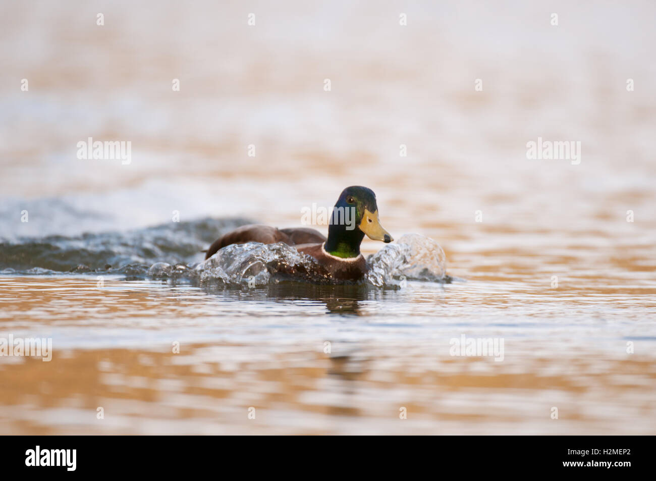 Mallard Anas Platyrhynchos male skimming across lake after landing ... Mallard Anas Platyrhynchos male skimming across lake after landing ...