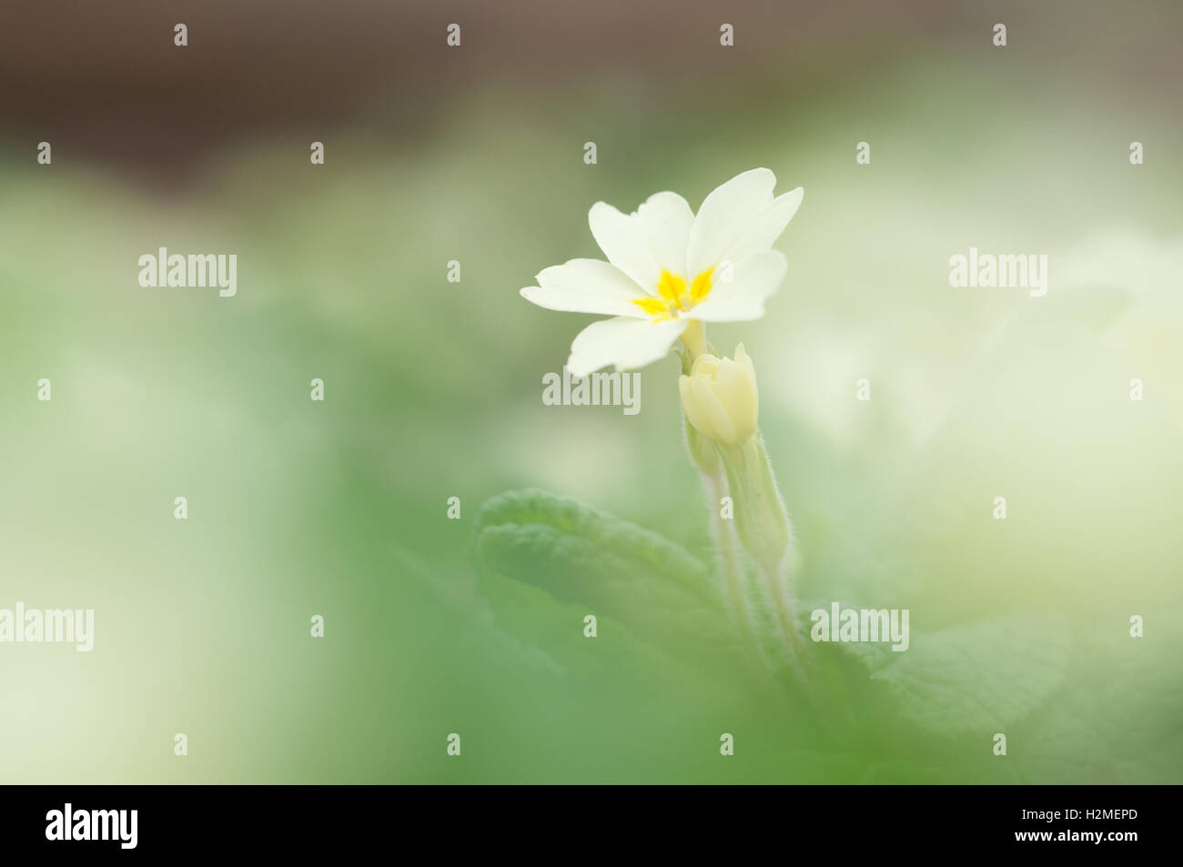 Primrose Primula vulgaris plant growing on woodland floor, Essex, March ...