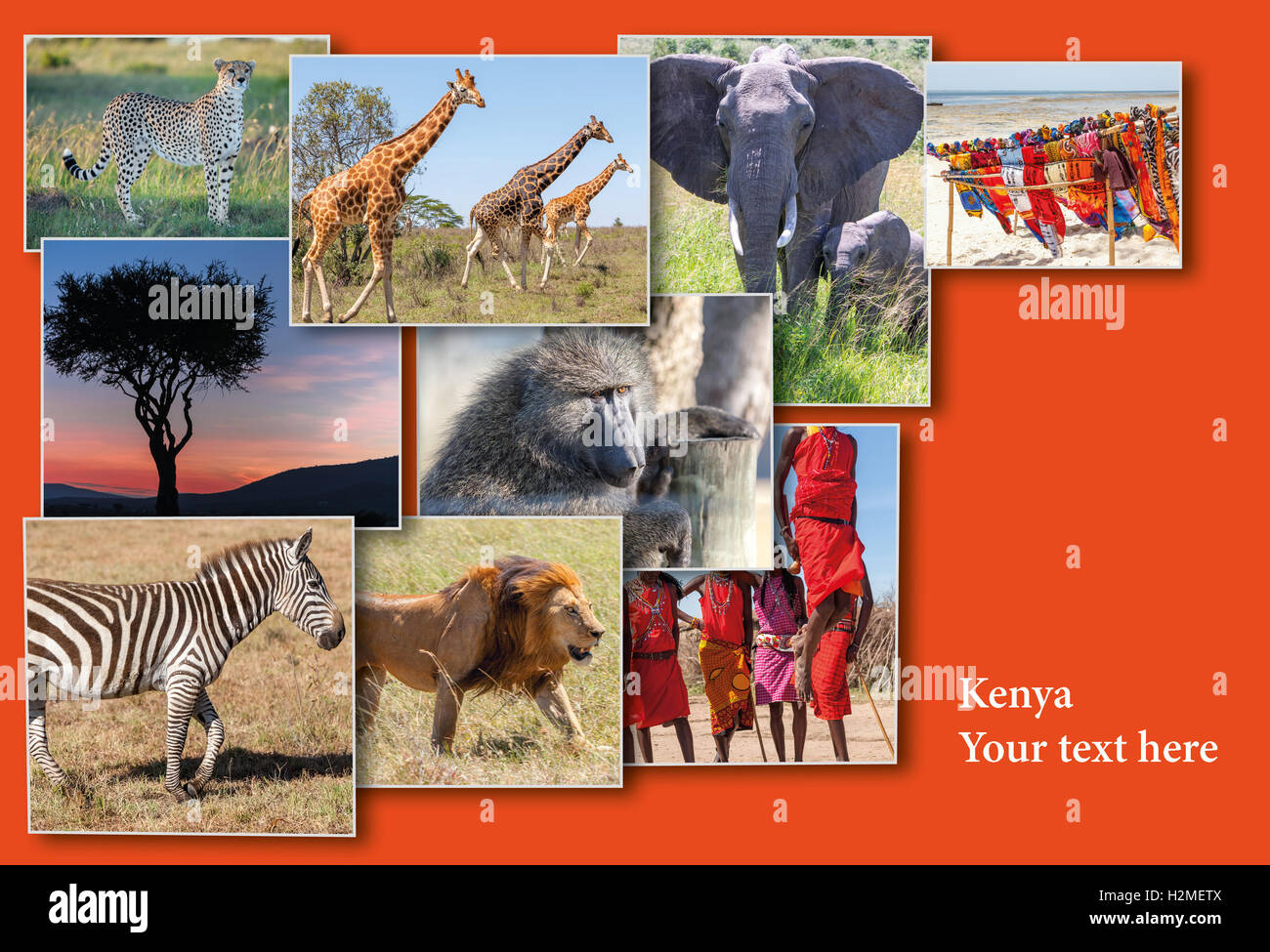 Collage from images of wildlife and beautiful sunset in the Kenya ...