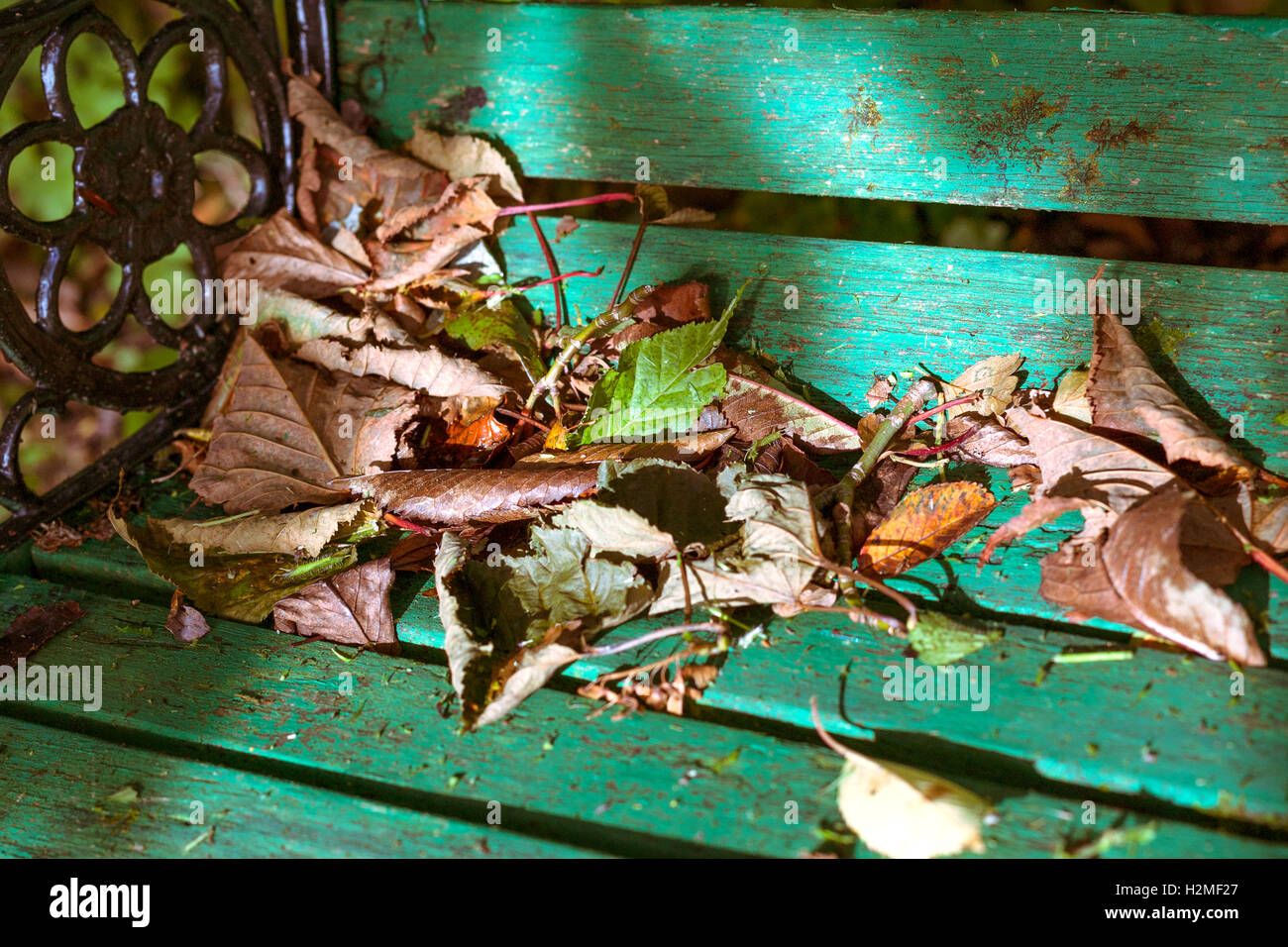 Autumn leaves on a green garden bench, Ireland Stock Photo - Alamy