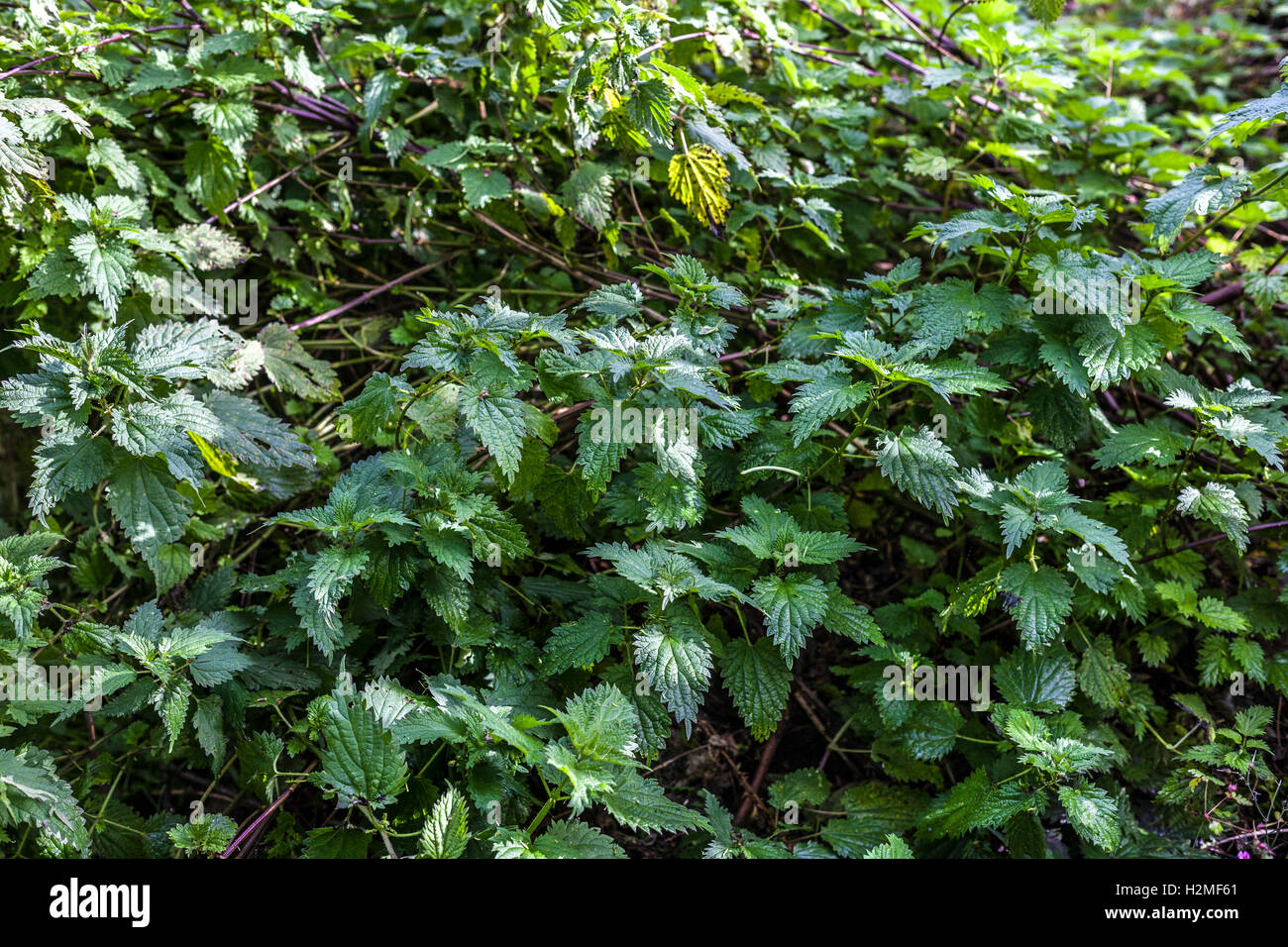 Overgrown Stinging nettles, Urtica dioica, garden, Ireland Stock Photo ...