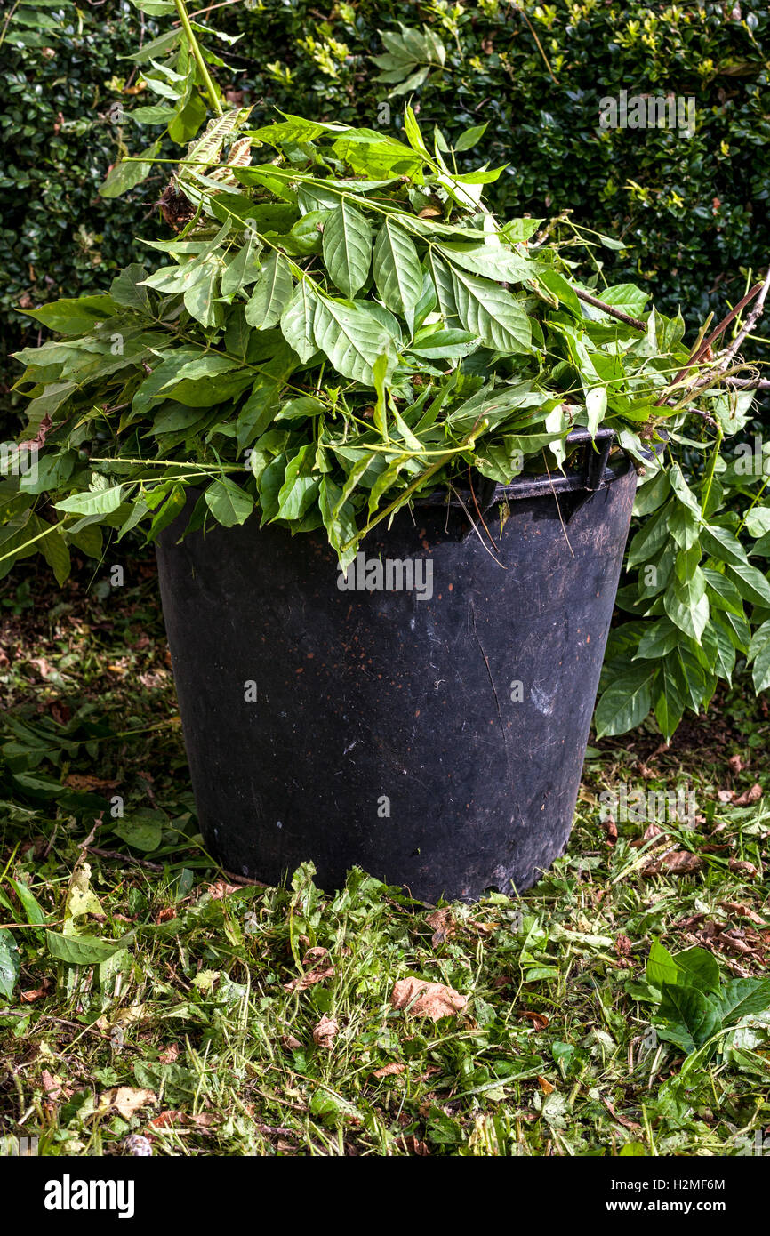Bucket leaves hi-res stock photography and images - Alamy
