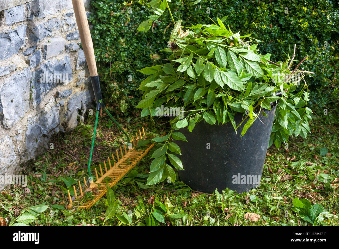 Irish garden Autumn, leaves in bucket Stock Photo - Alamy