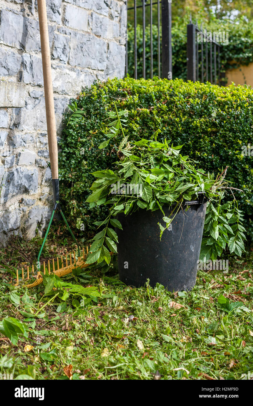Irish garden Autumn, leaves in bucket Stock Photo - Alamy