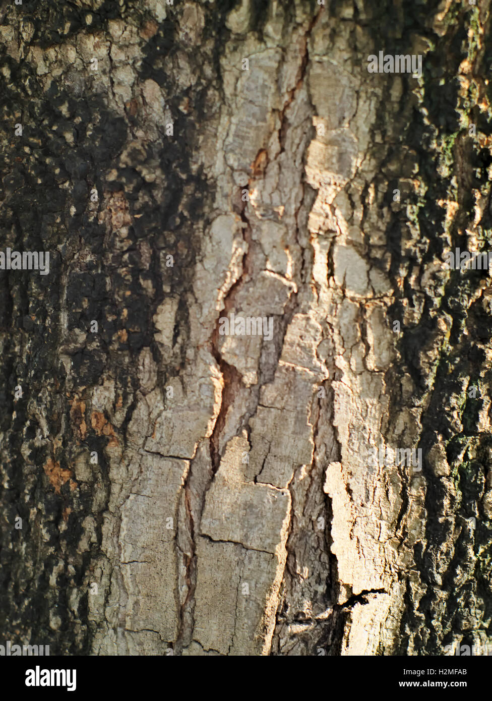 closeup shot of old and rugged tree bark texture background Stock Photo ...