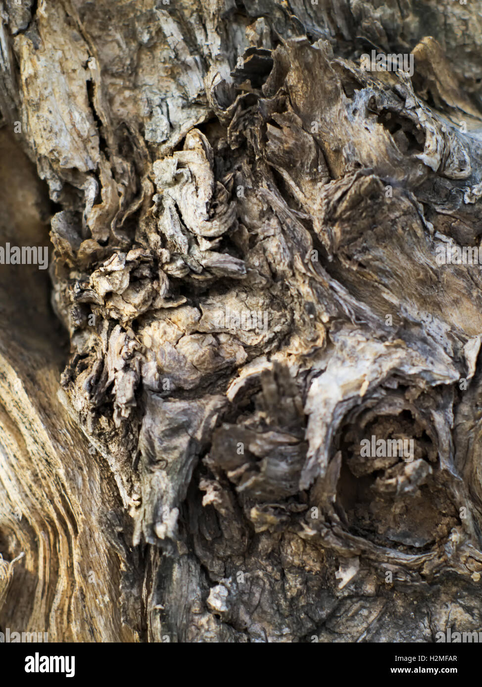 Rugged skin hi-res stock photography and images - Alamy