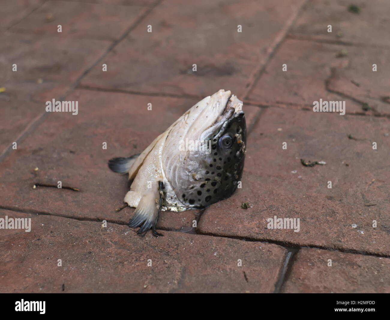 closeup shot of fish head on brown concrete floor Stock Photo - Alamy