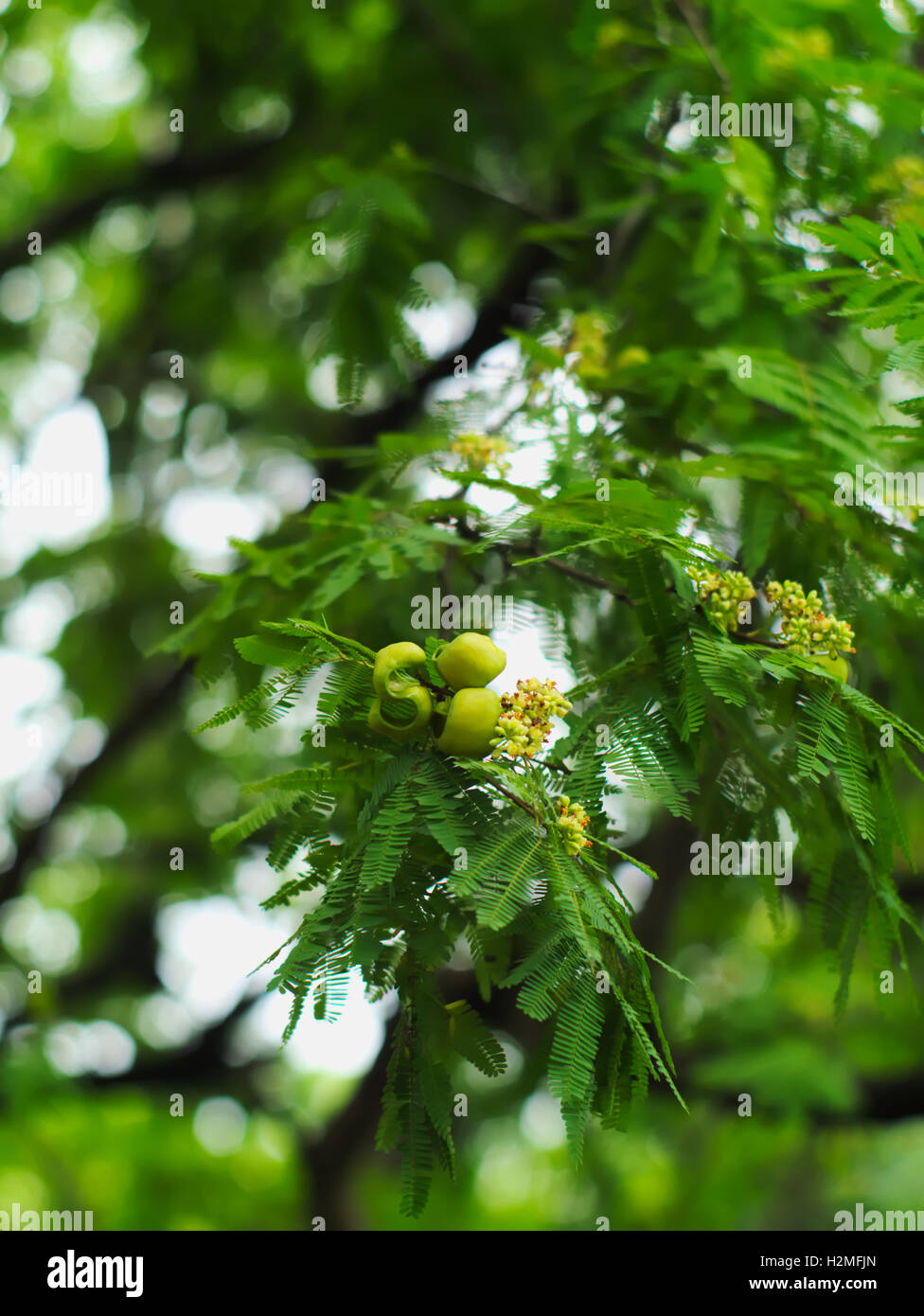 Coriari hi-res stock photography and images - Alamy