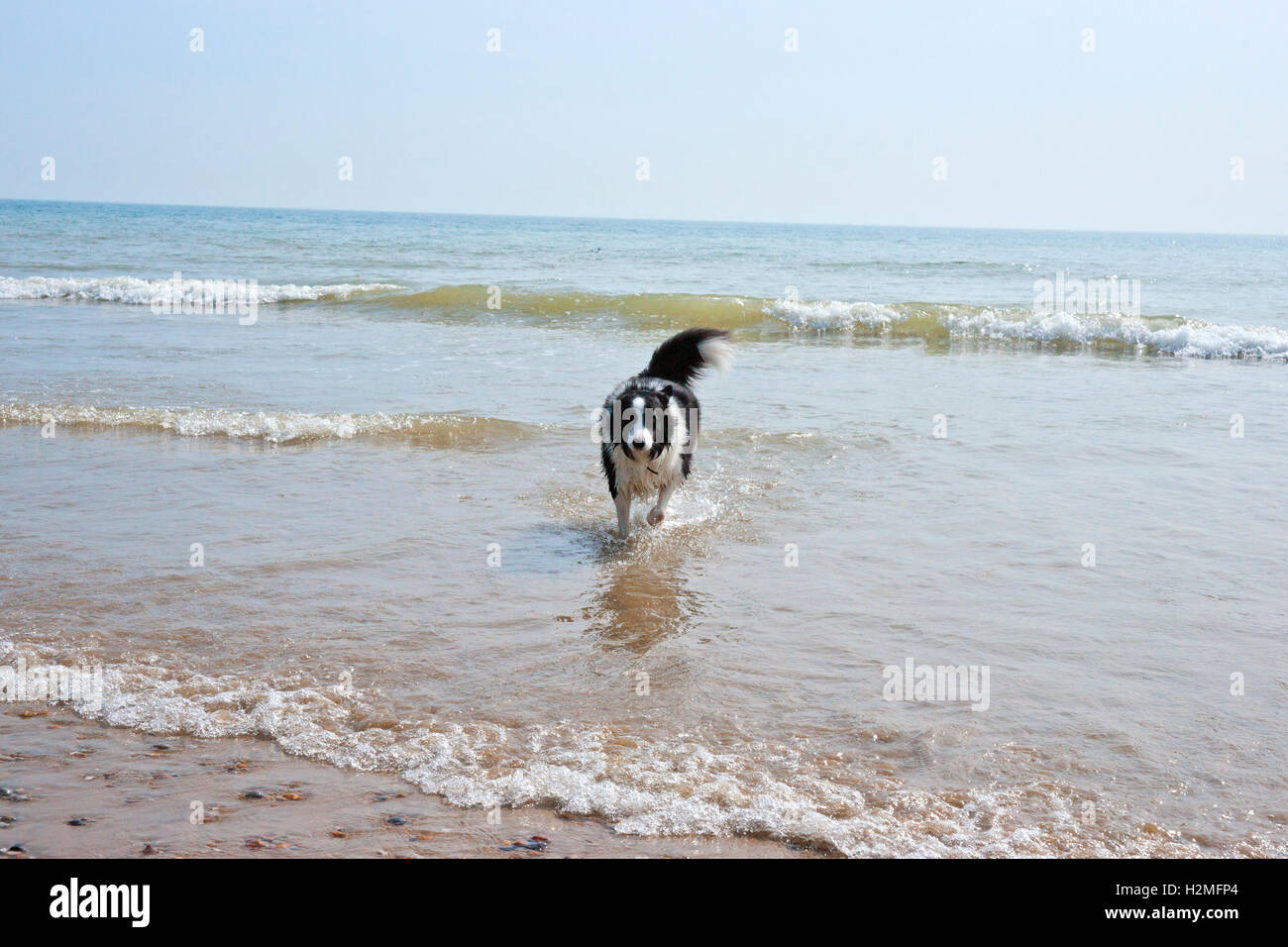 Border collie dog coming out of the sea Stock Photo - Alamy