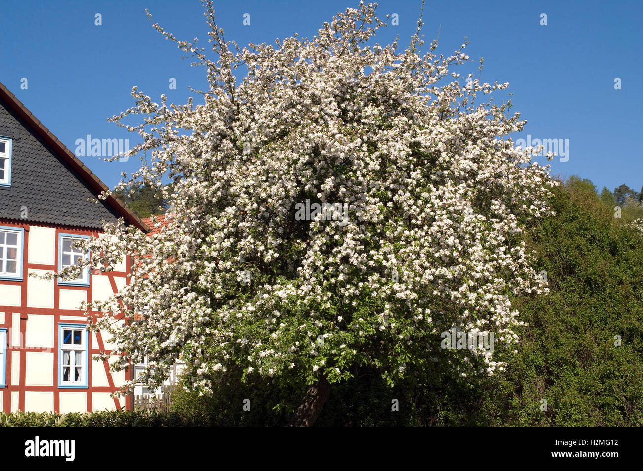 Apfelbluete hi-res stock photography and images - Alamy