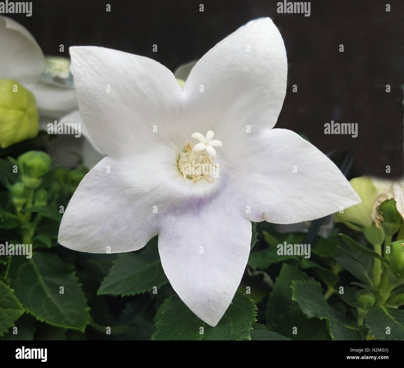 Ballonblume; Platycodon; grandiflorum Stock Photo - Alamy