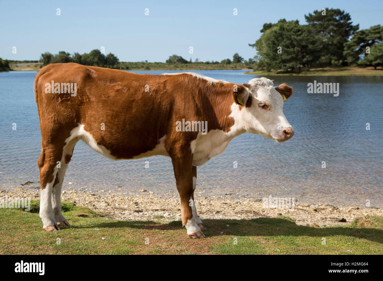 Cow pond hi-res stock photography and images - Alamy