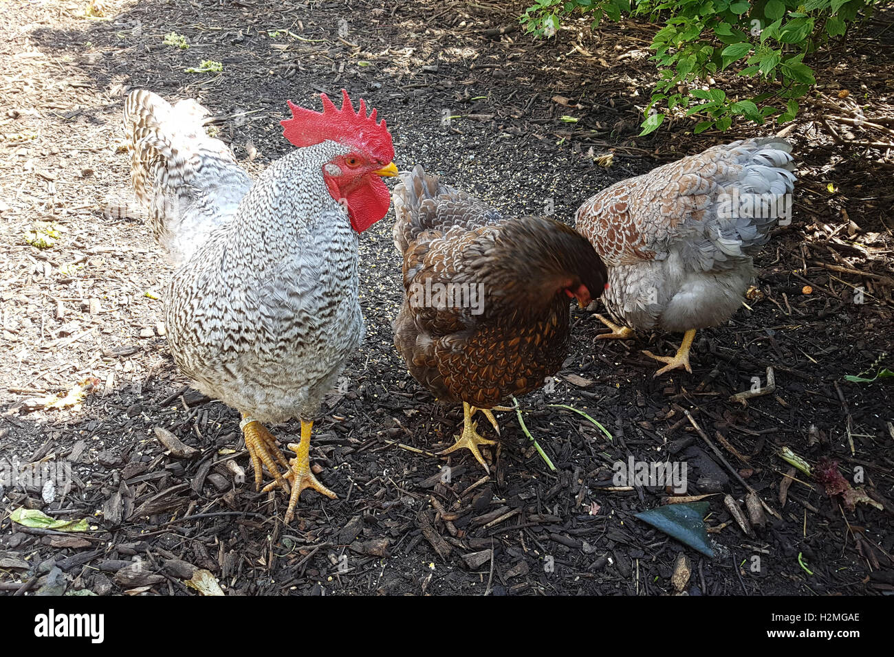 German sperber hi-res stock photography and images - Alamy