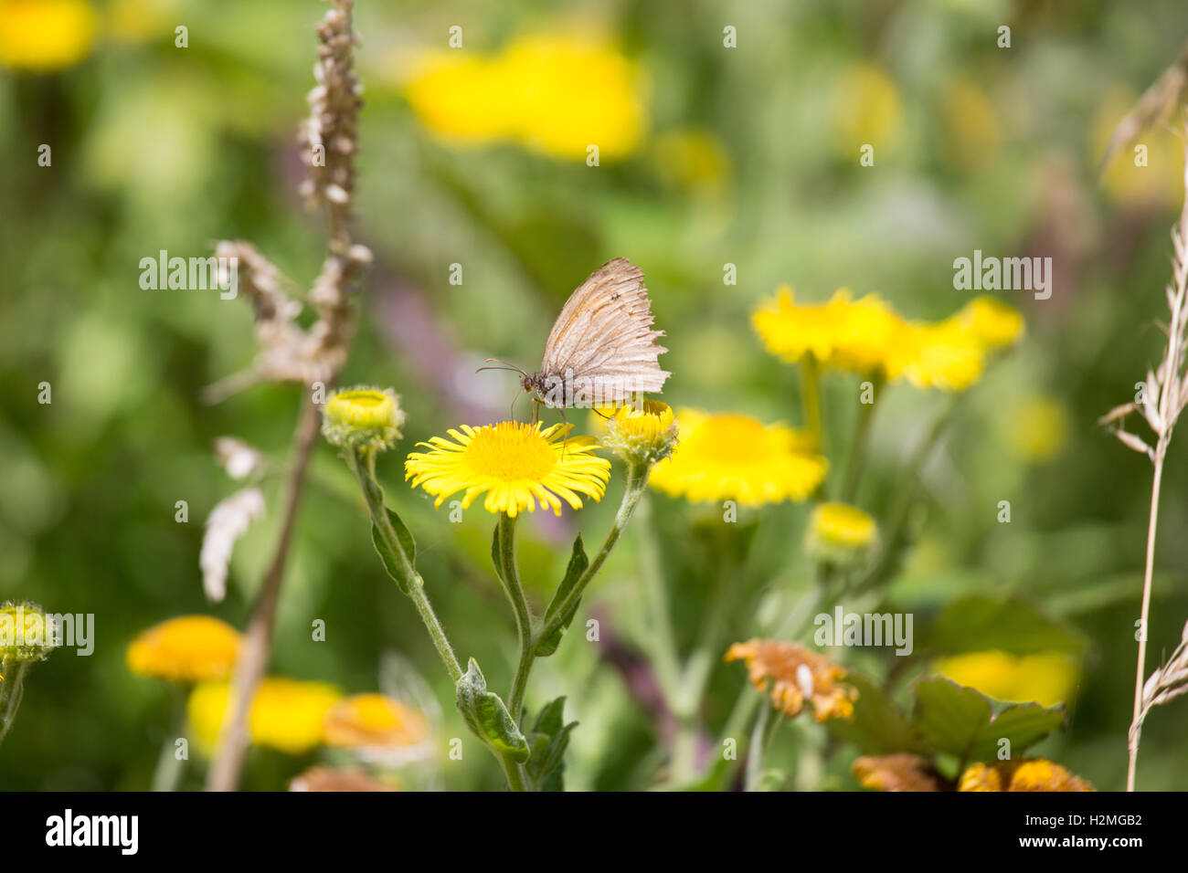 Butterfly on yellow flower Stock Photo - Alamy