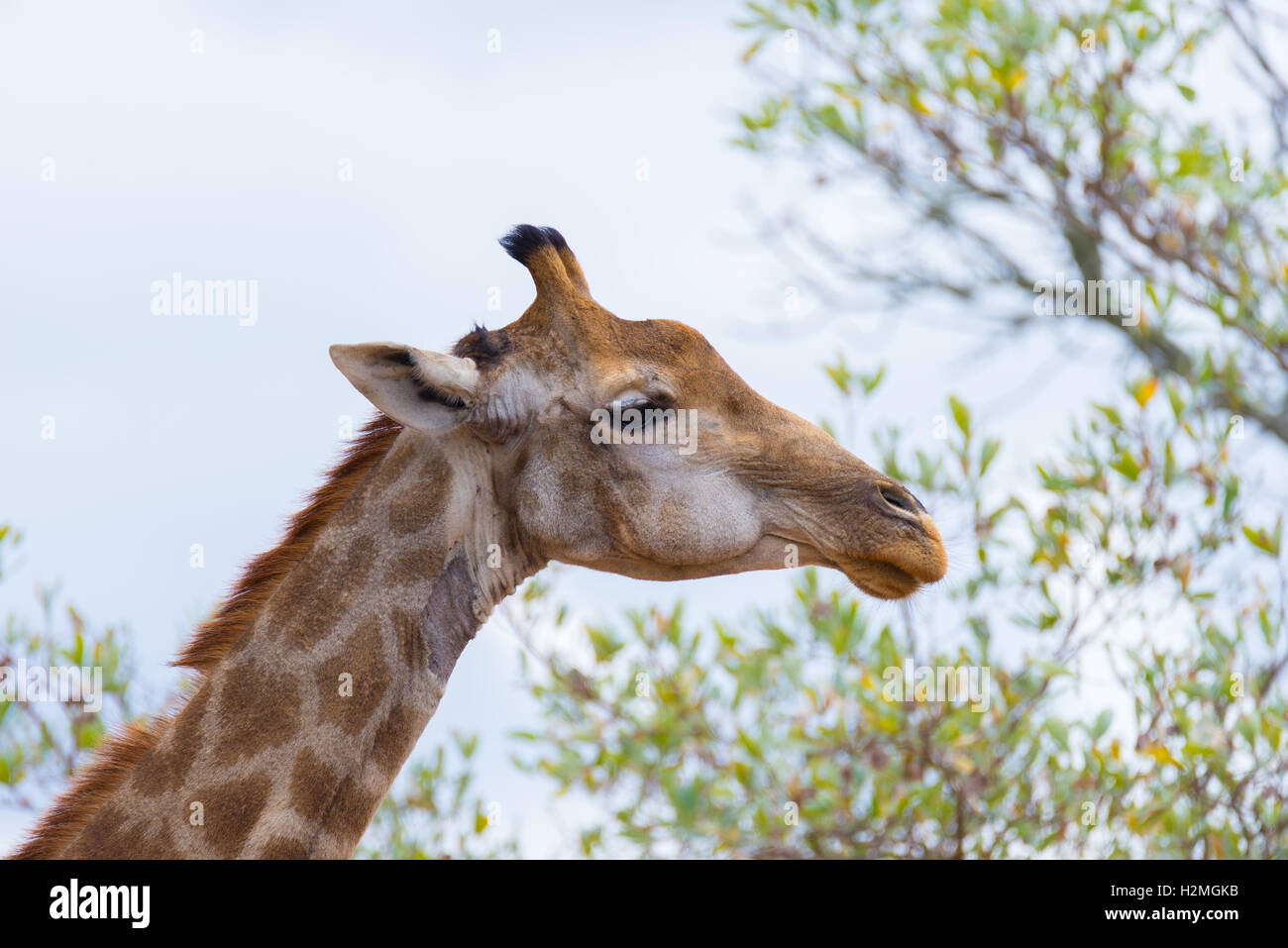 Giraffe head and neck profile, close up and portrait. Wildlife Safari ...