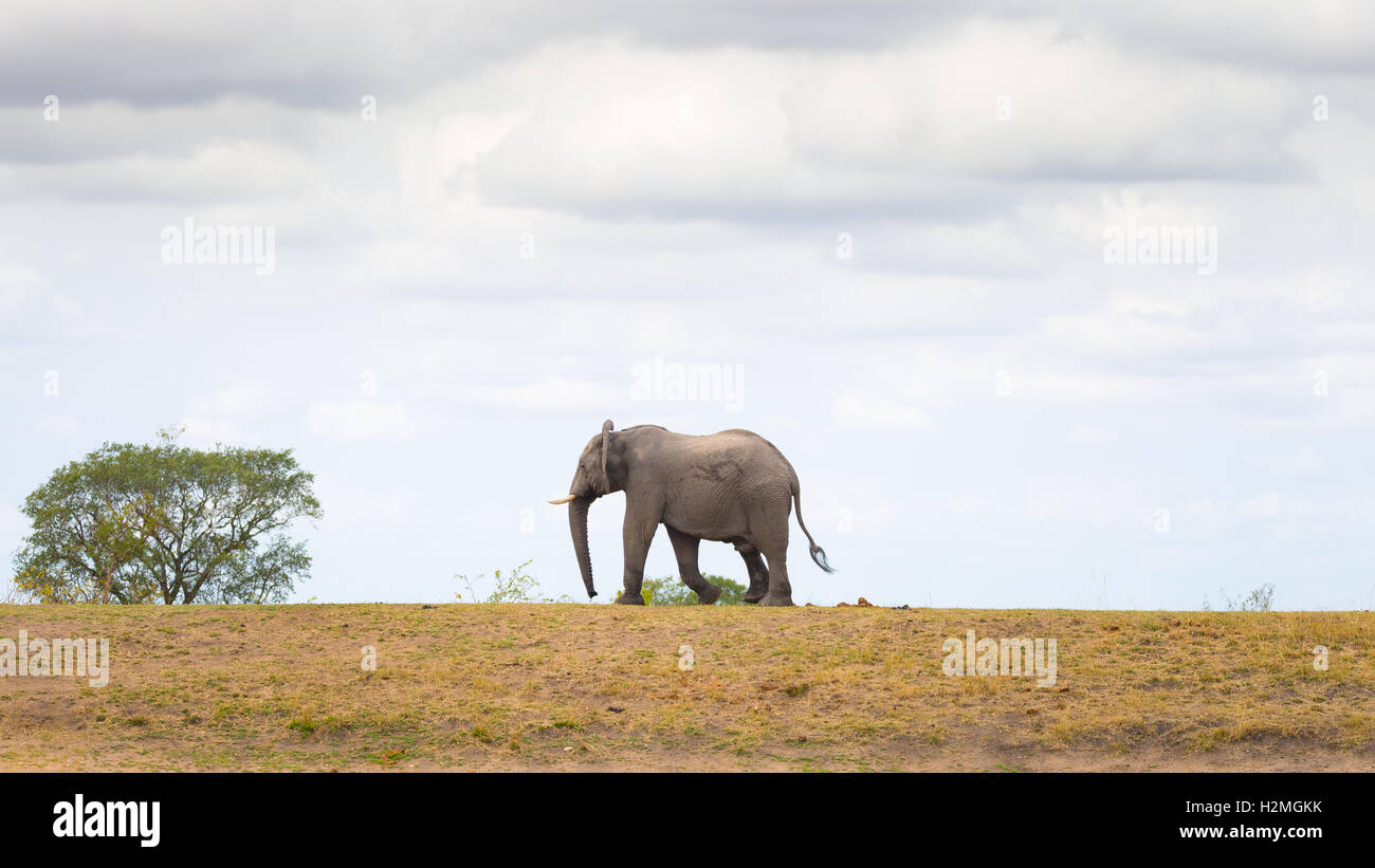 One single African Elephant walking in the distance. Wildlife Safari in ...