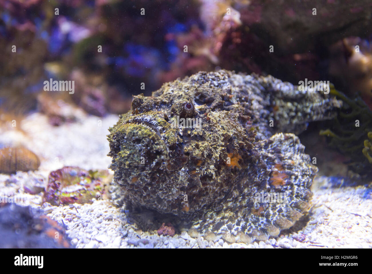 scorpionfish in aquarium close up Stock Photo - Alamy
