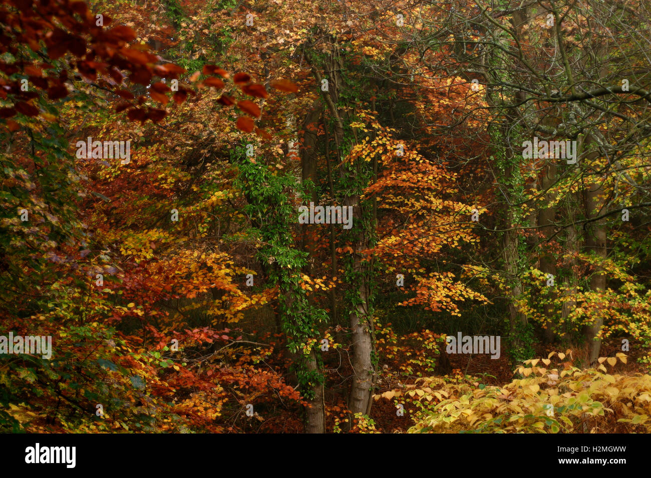 Autumn Leaves Crop Stock Photo - Alamy