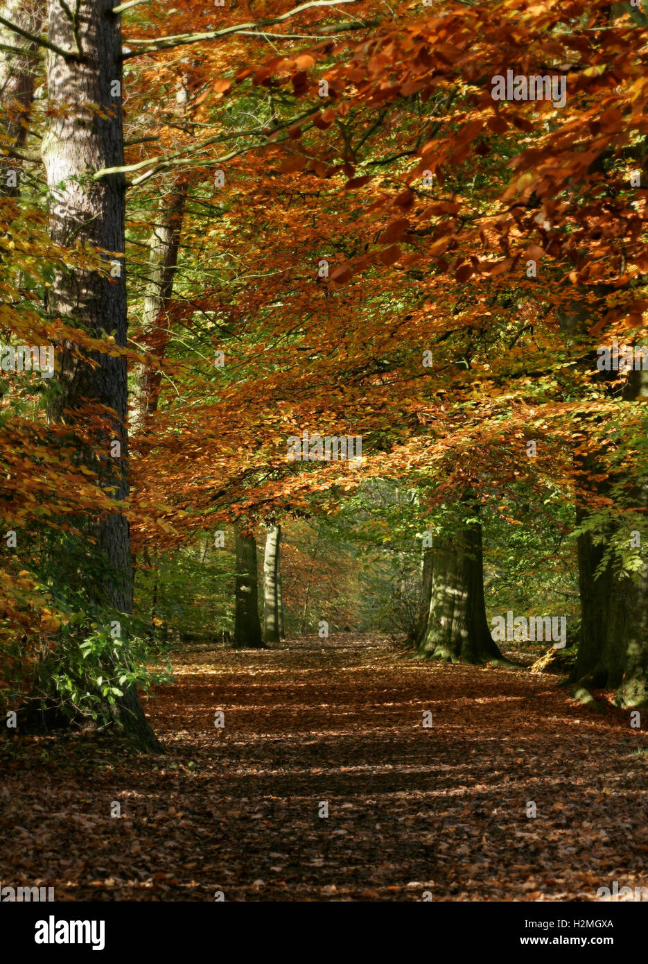 Sunlit path hi-res stock photography and images - Alamy