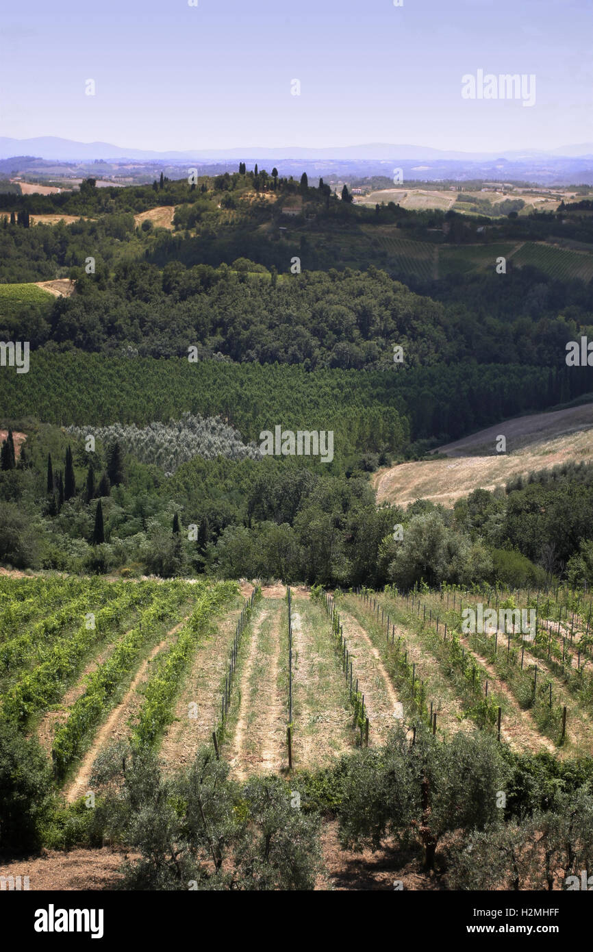 Tuscany Vineyard Vertical Stock Photo - Alamy