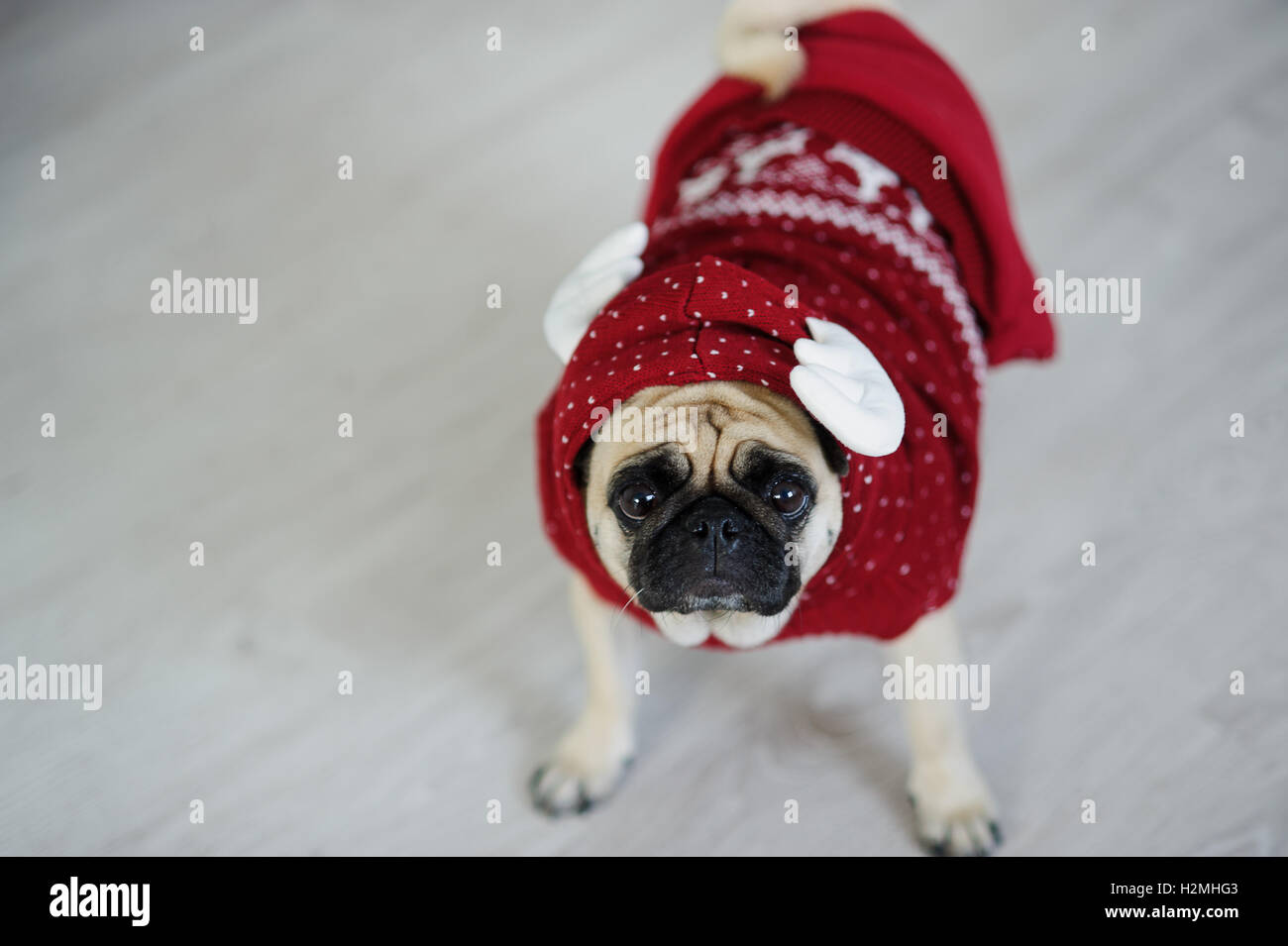 Amusing doggie of breed a pug in a reindeer suit. The dog is dressed in ...