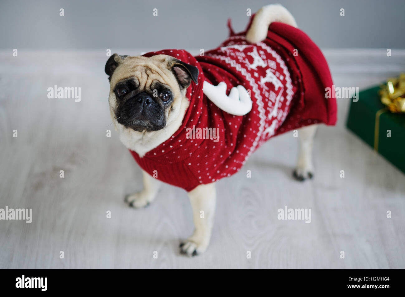 Amusing doggie of breed a pug in a reindeer suit. The dog is dressed in ...