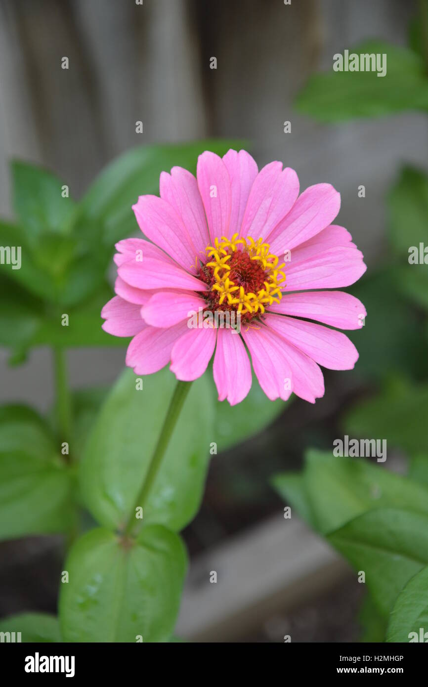 Zinnia stamen hi-res stock photography and images - Alamy