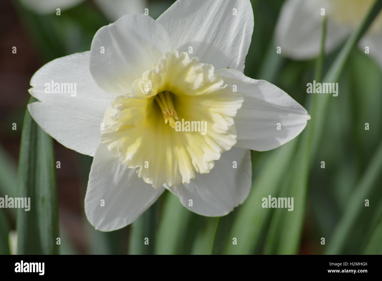 Ice follies daffodil hi-res stock photography and images - Alamy