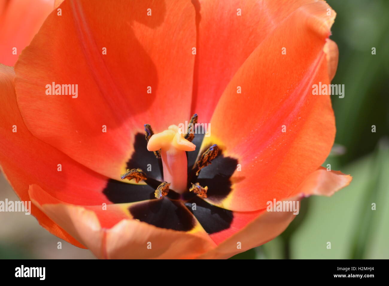 Reproductive parts of a tulip hi-res stock photography and images - Alamy