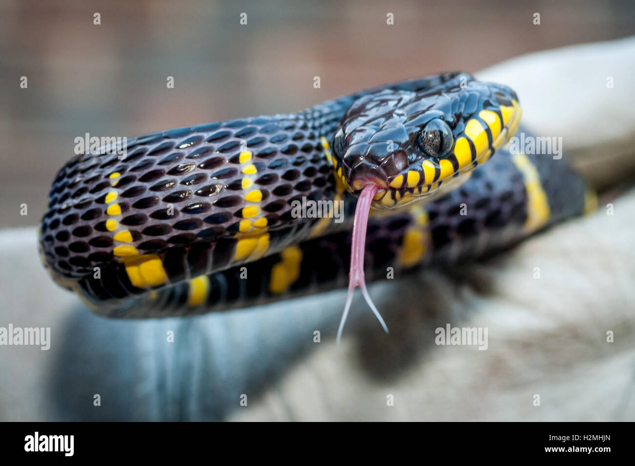 Malaysian mangrove snake Stock Photo - Alamy