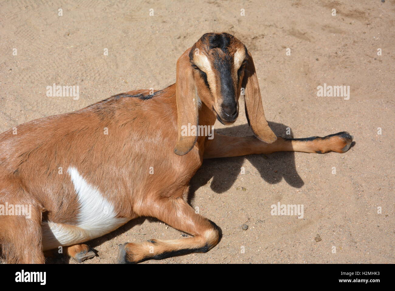 Goat at the Cheyenne Mountain Zoo in Colorado Stock Photo - Alamy