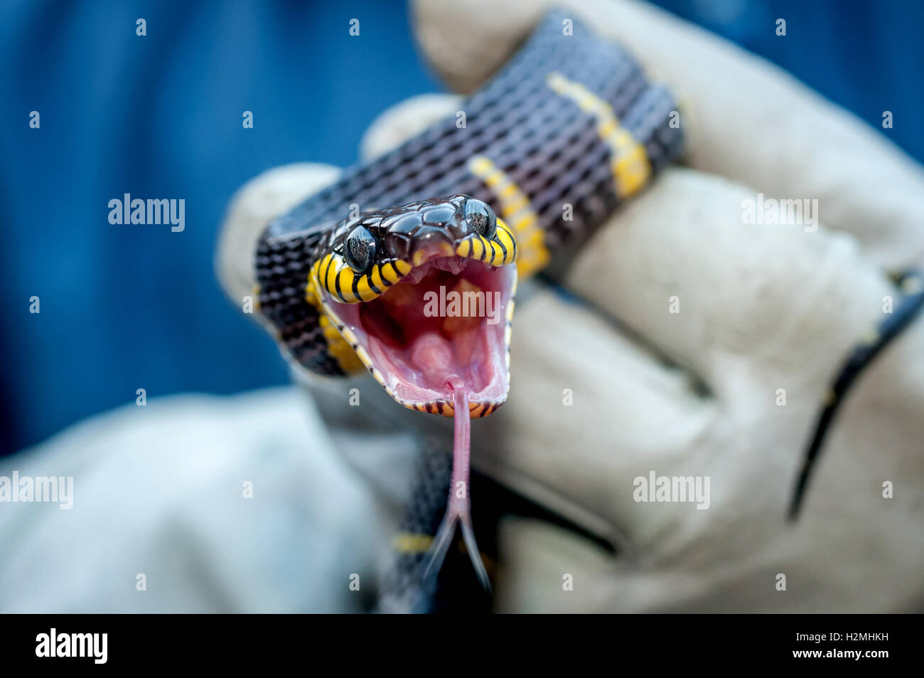 Malaysian mangrove snake Stock Photo - Alamy