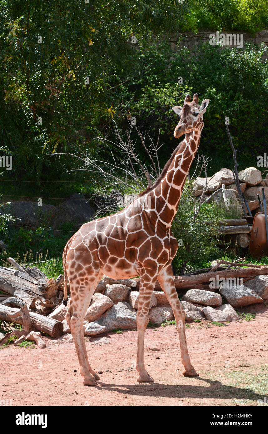 Giraffes at Cheyenne Mountain Zoo in Colorado Stock Photo - Alamy
