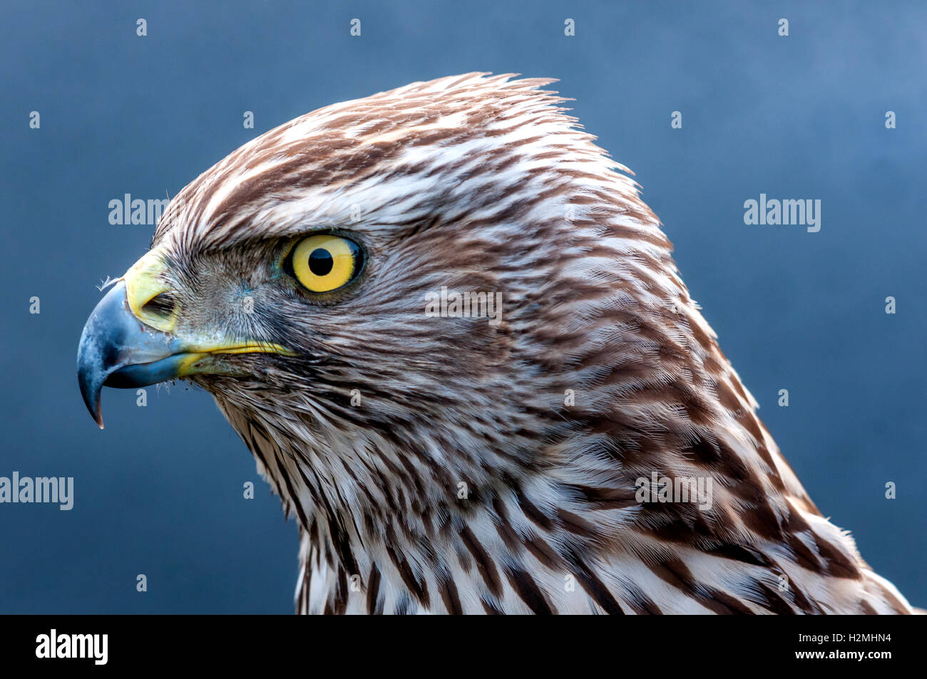 Killer hawk hi-res stock photography and images - Alamy