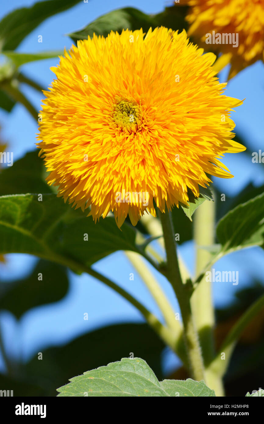 Teddy bear sunflower Stock Photo - Alamy