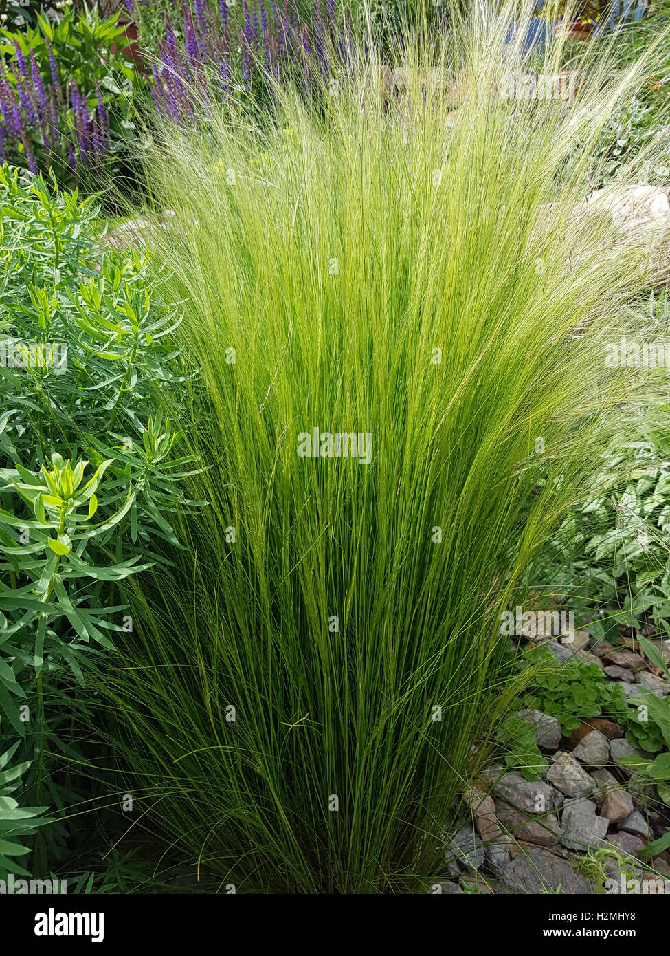 Zartes Federgras; Ziergras; tenacissima Stock Photo - Alamy