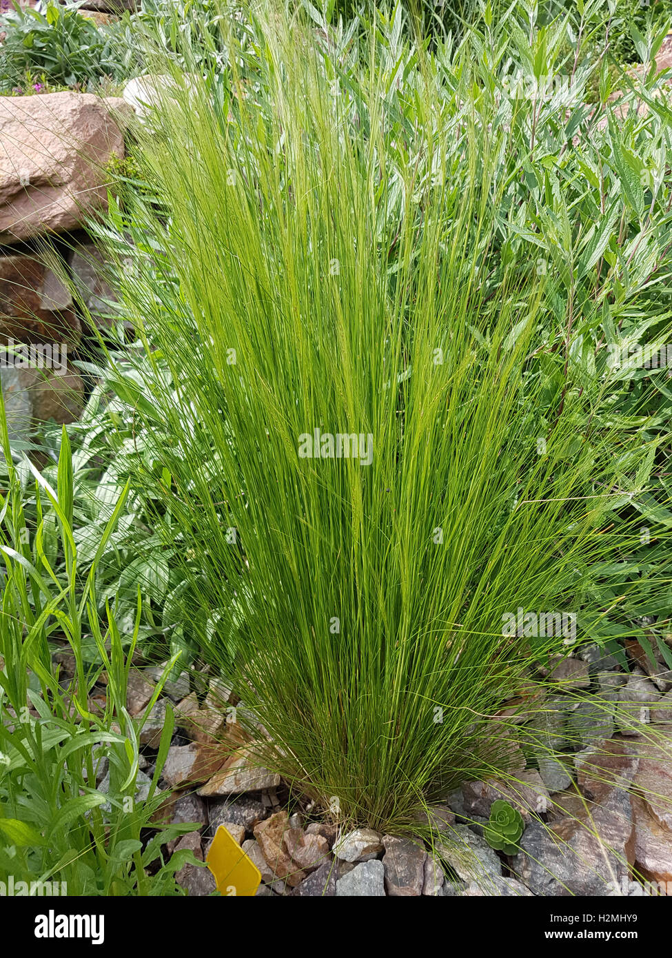 Federgras, Stipa, tenuifolia, Zartes Stock Photo - Alamy