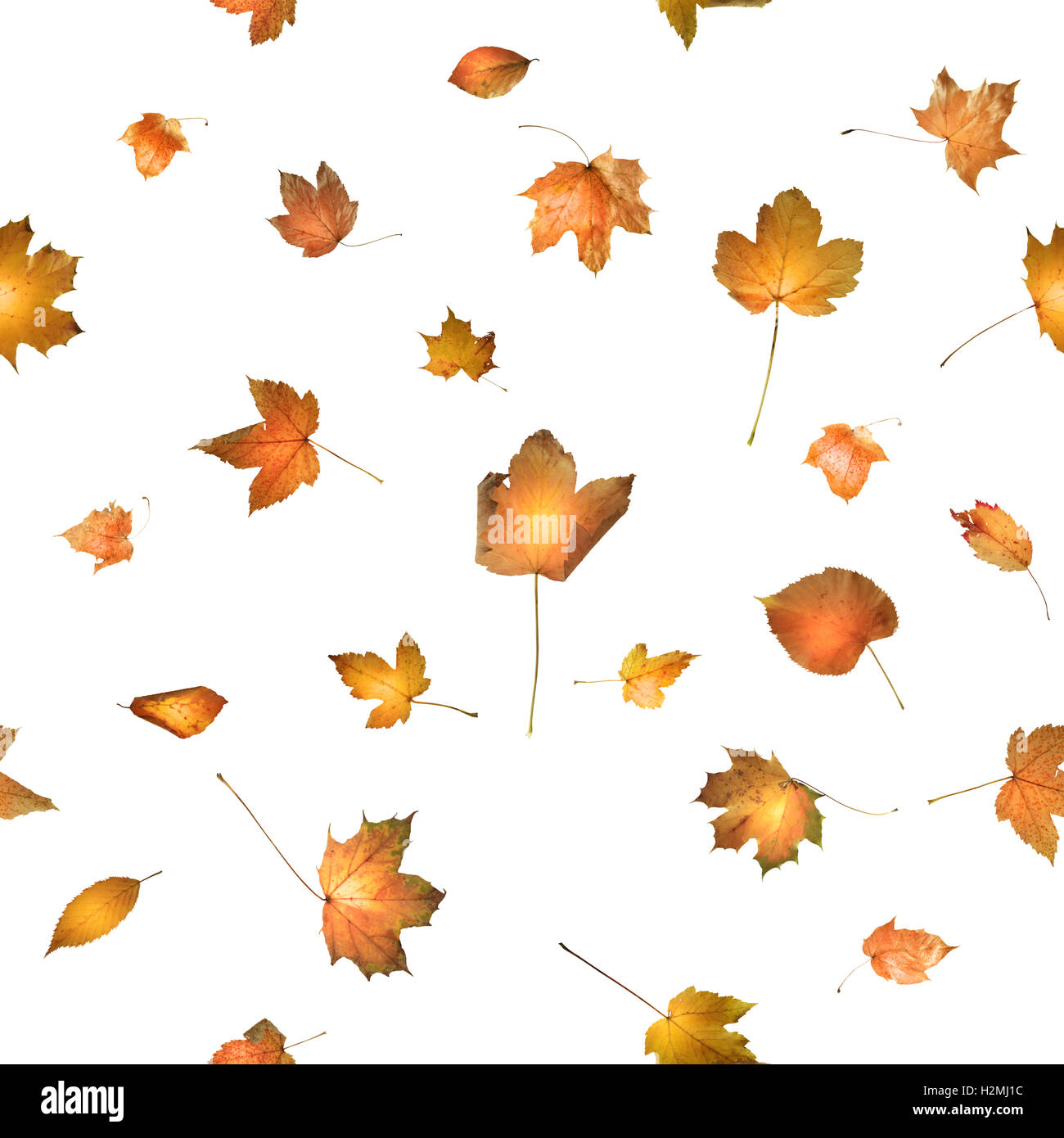 Seamless autumn leaves, studio photographed, with a glowing back light ...