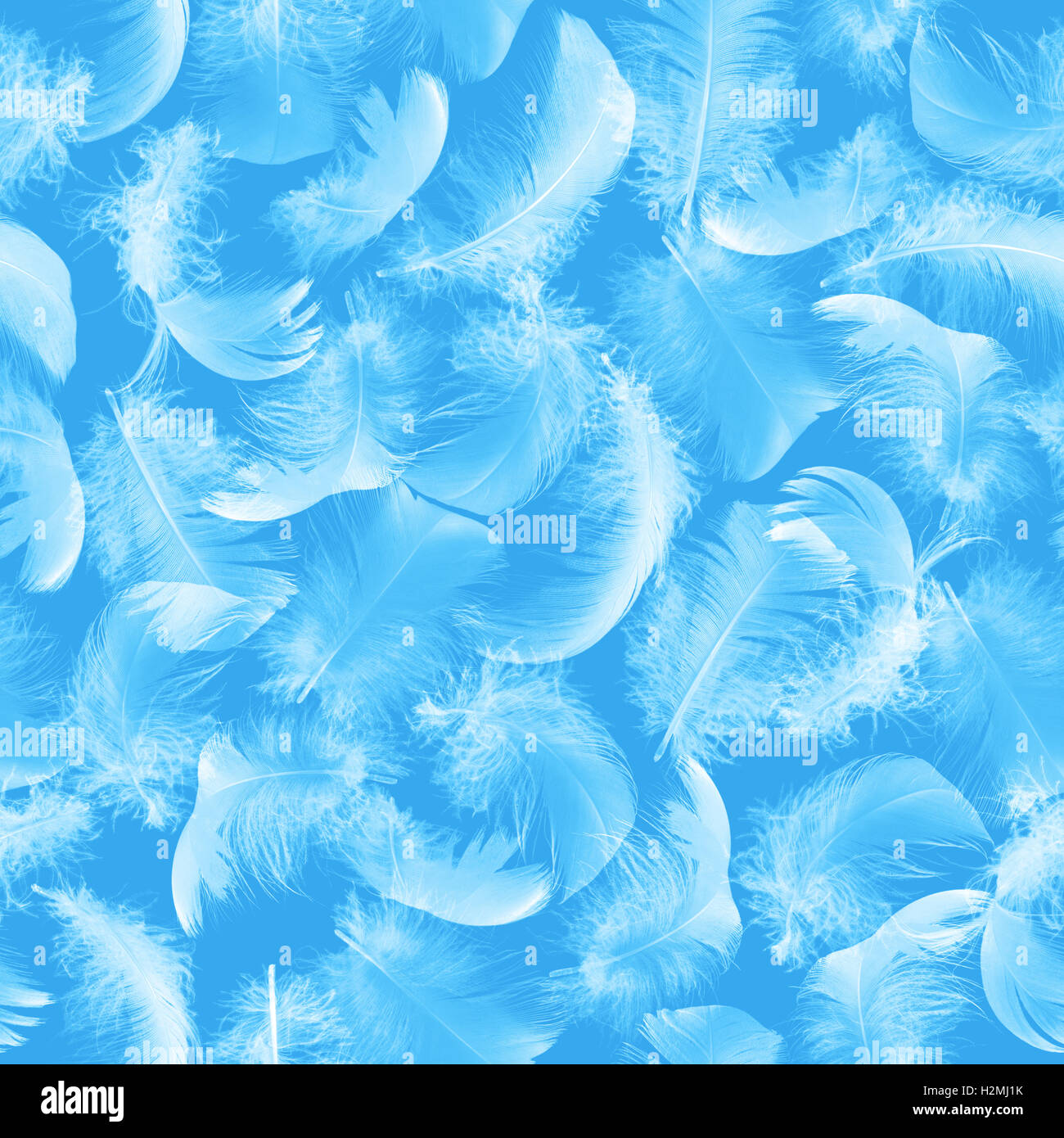 Repeatable transparent white feathers, studio photographed with soft ...