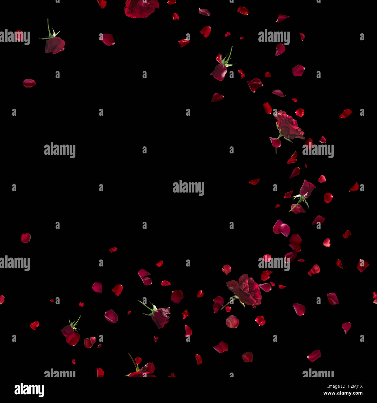 Repeatable, flying, red roses and petals breeze, studio photographed ...