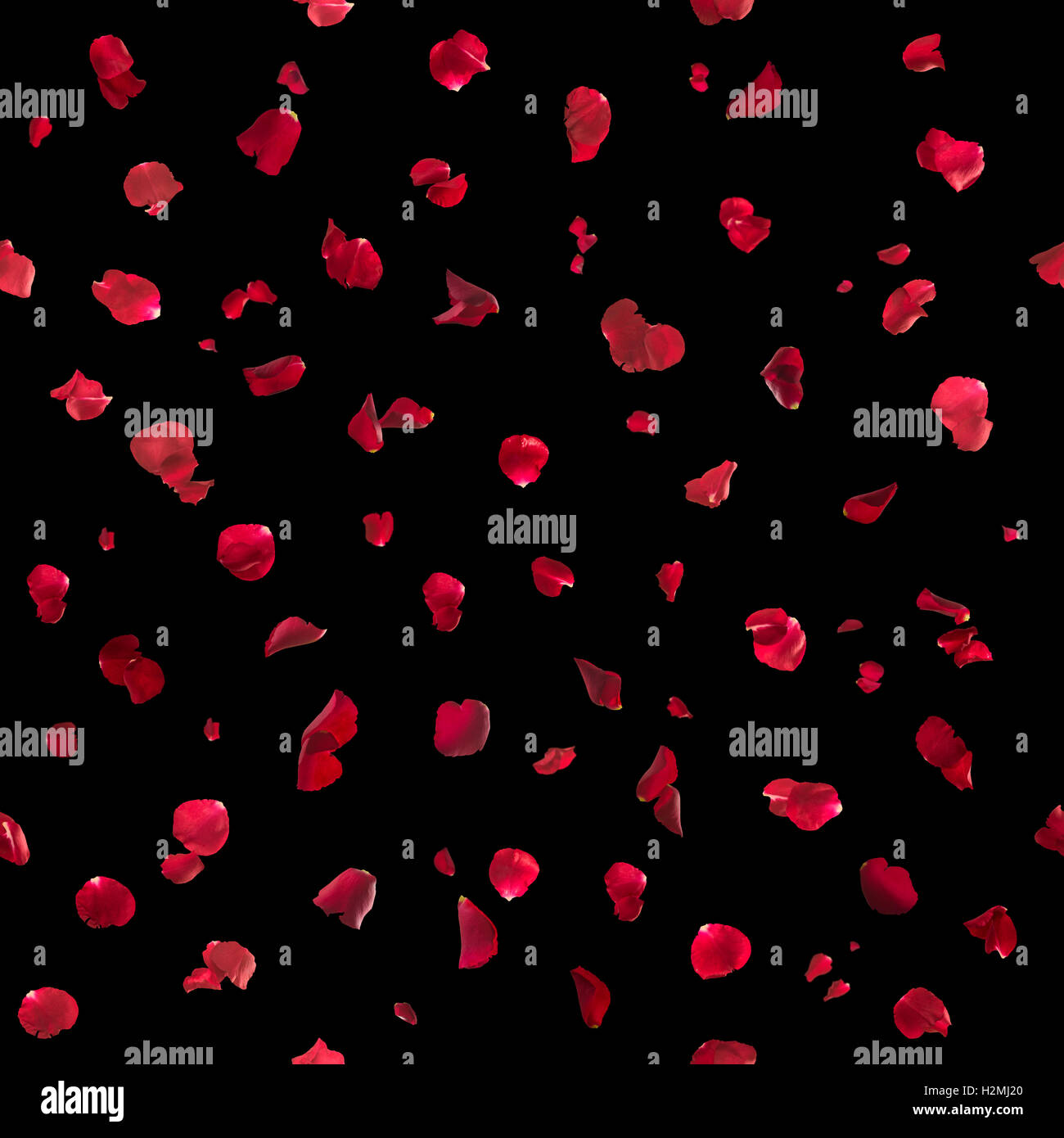 Repeatable, floating red rose petals, studio photographed and isolated ...